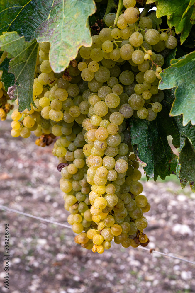 Harvest time in Cognac white wine region, Charente, ripe ready to ...