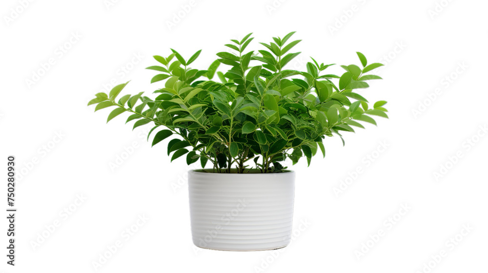 fresh curry leaves curry patta herb plant, Isolated on transparent PNG ...