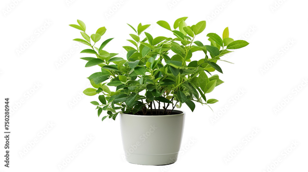 fresh curry leaves curry patta herb plant, Isolated on transparent PNG ...