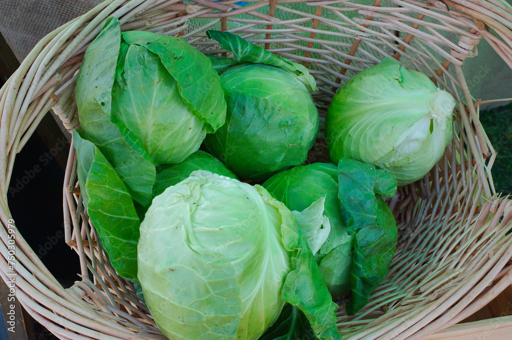 Overhead horizontal view of six green cabbage in a light tan wicker ...