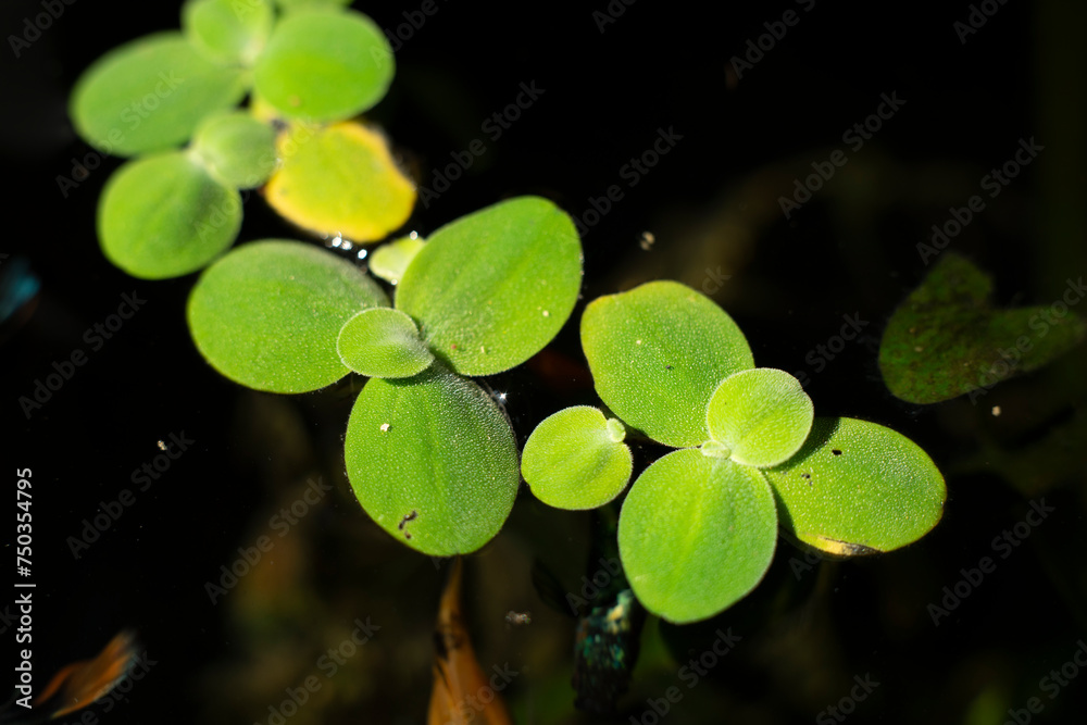.Lemna minor is also known as duckweed. Lemna minor is a small aquatic plant that floats on the ...