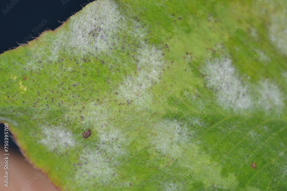 Echter Mehltau, Microsphaera trifolii an KLee Stock Photo | Adobe Stock