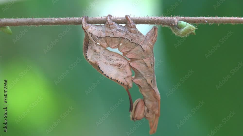 Lobster moth (Stauropus fagi), lobster prominent, moth family ...