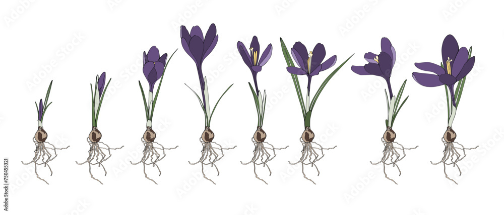 Saffron graphic flower, simple colored isolated big set. Crocus ...