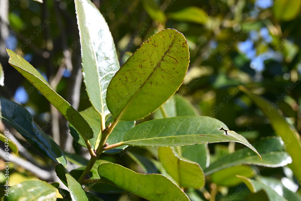 Ilex latifolia ( Tarajo holly ) tree. Aquifoliaceae tree. In Japan, it ...