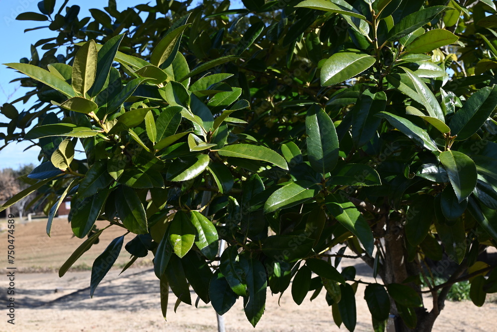 Ilex latifolia ( Tarajo holly ) tree. Aquifoliaceae tree. In Japan, it ...