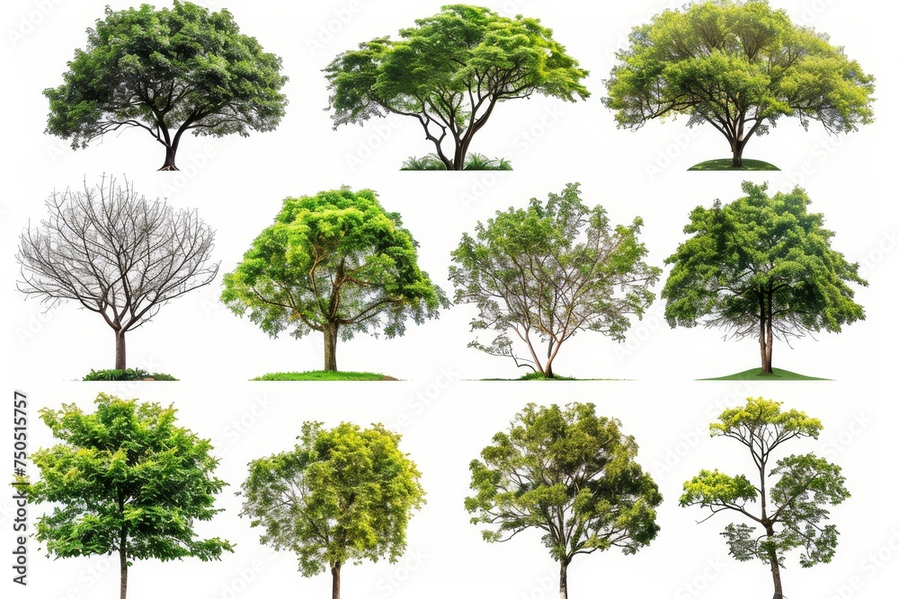 These isolated trees are from Thailand and are suitable for use in ...