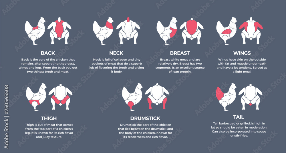 Guide cutting meat carcass chicken, turkey, chick, lamb, cow. Butcher ...