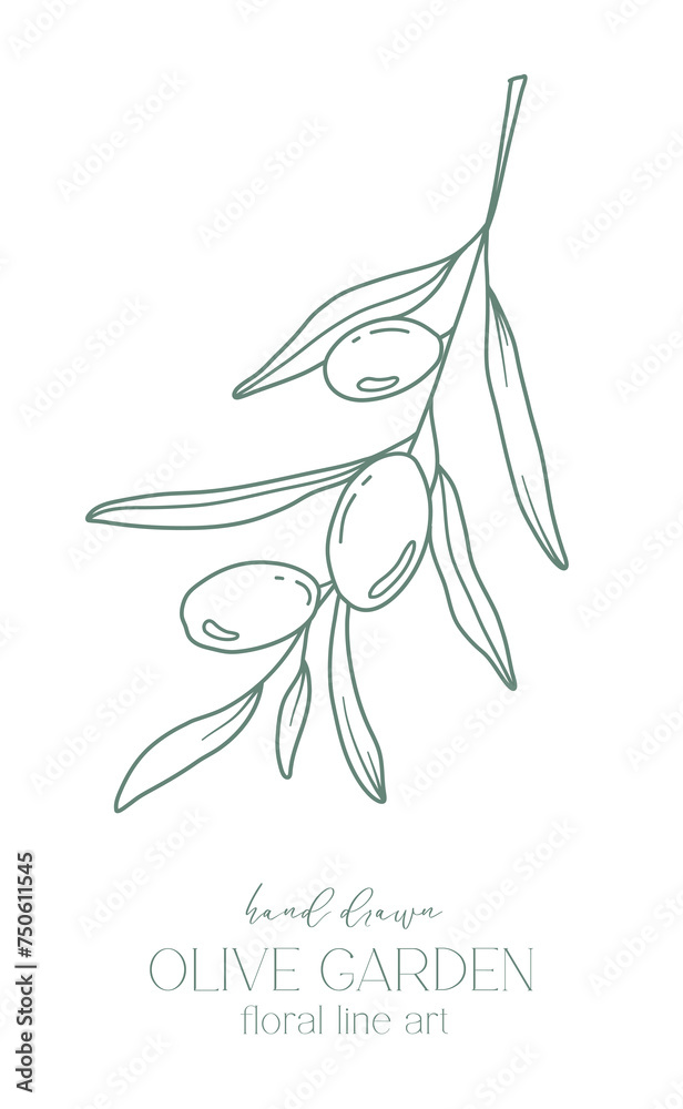 Olive branch on white background vector illustration. Olives Line ...