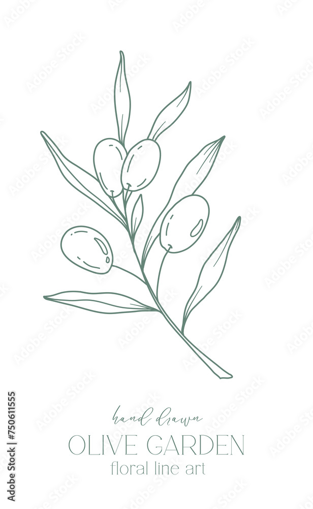 Olive branch on white background vector illustration. Olives Line ...