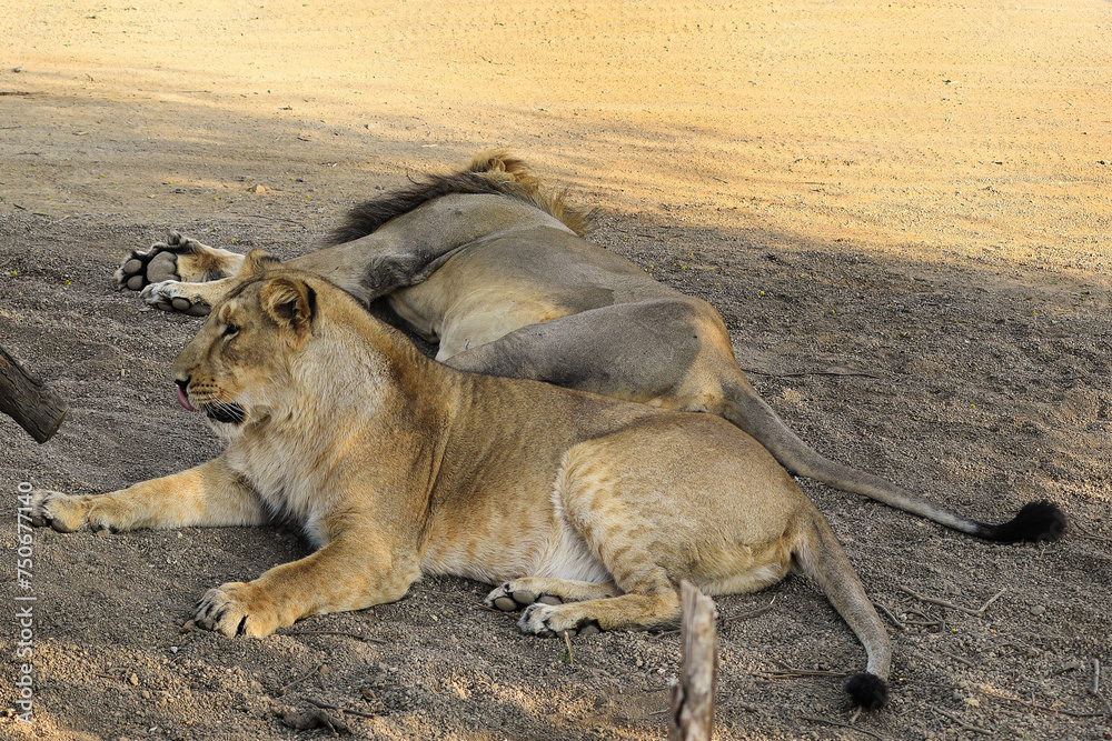 Gir Forest National Park, Gir Sanctuary, Gujarat, India. Asiatic Lion ...