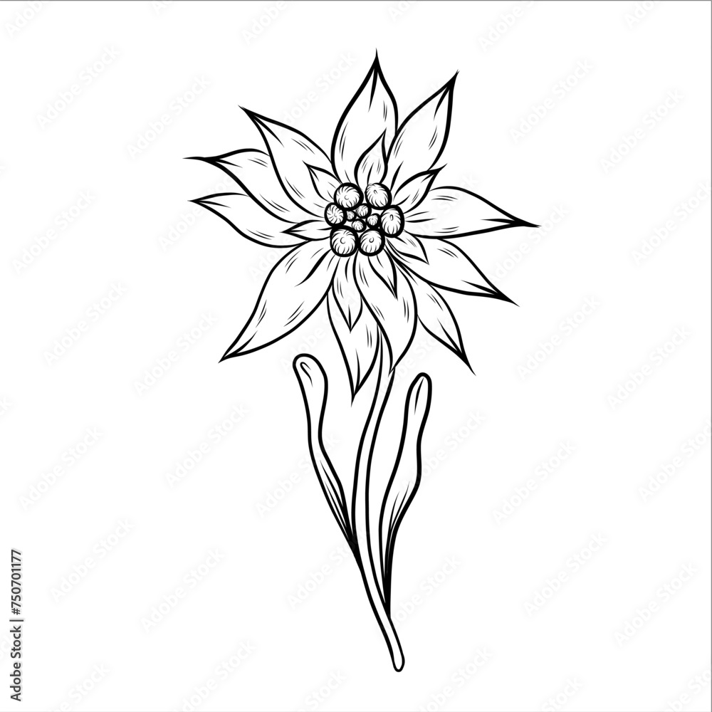 Edelweiss line art. Hand drawn Vector Floral outlines Stock Vector ...