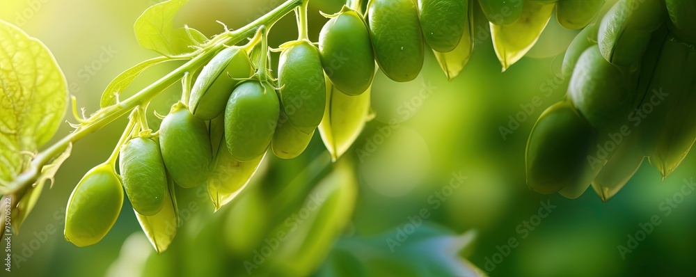 A detailed close-up view of green peas growing on a plant. Perfect for ...