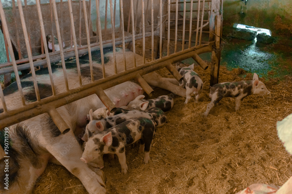 Cerda de granja encerrada tras jaula tirada en el piso mientras ...