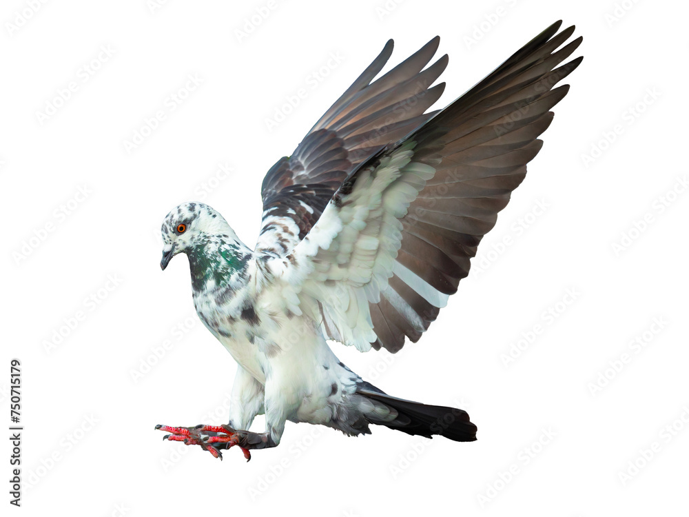 flying domestic pigeon isolated on white background, on the flight of ...