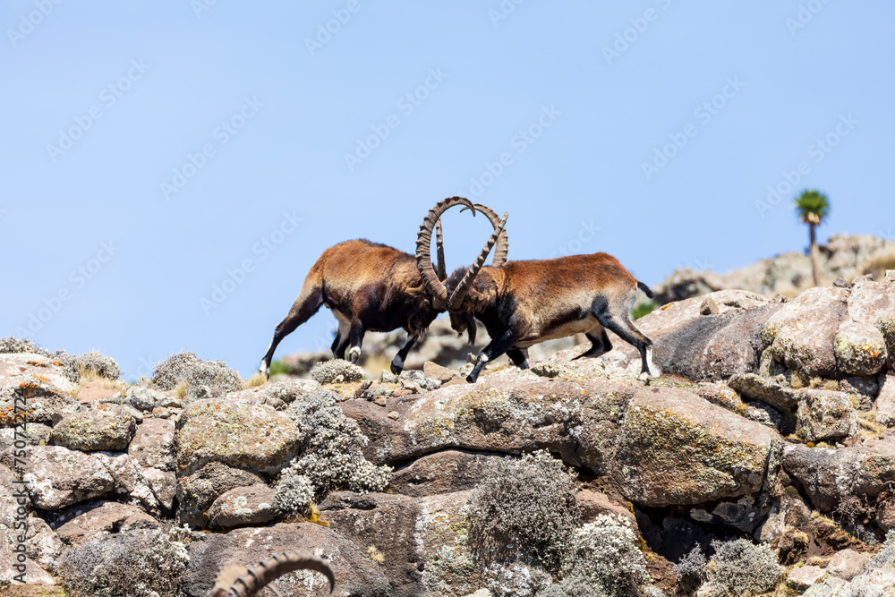 Very Rare Walia Ibex Fighting Capra Walie Rarest Ibex In World Only About 500 Individuals