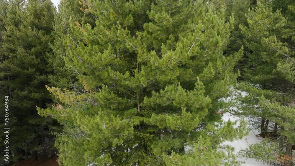 Vidéo Stock Drone flies along an evergreen tree eventually reaching the ...