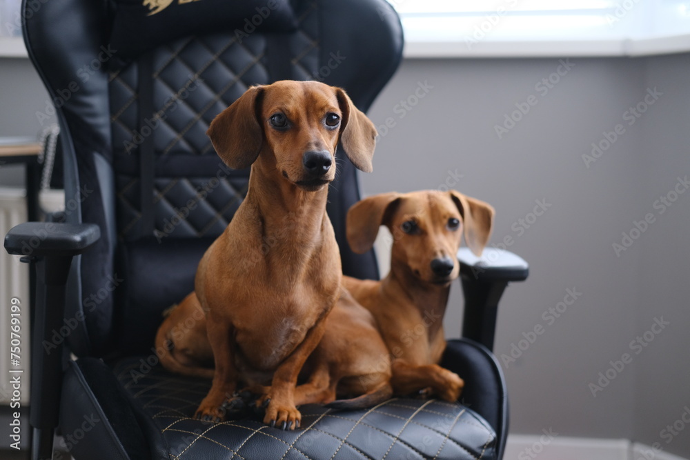 Cute two dachshund dogs having rest, dachshund dog puppies Stock Photo ...