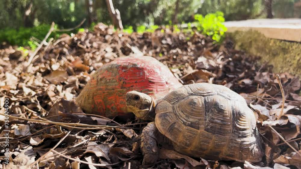 Male tortoise walk to mate with female turtle. breeding animals for ...