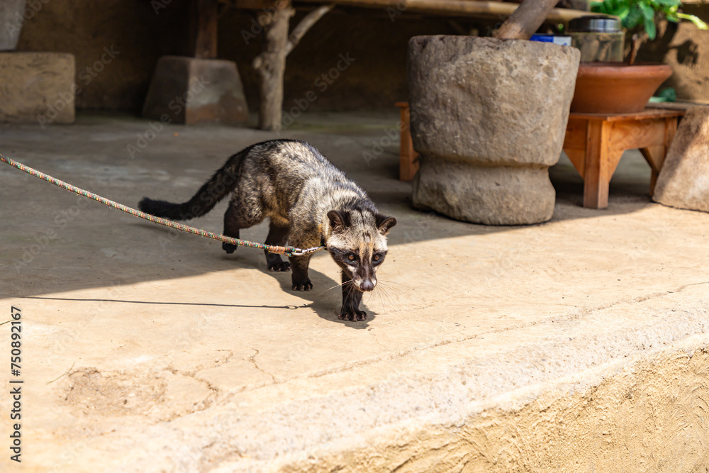 Luwak (Civet cat) on the leash walk at Kopi Luwak plantation. Civet ...