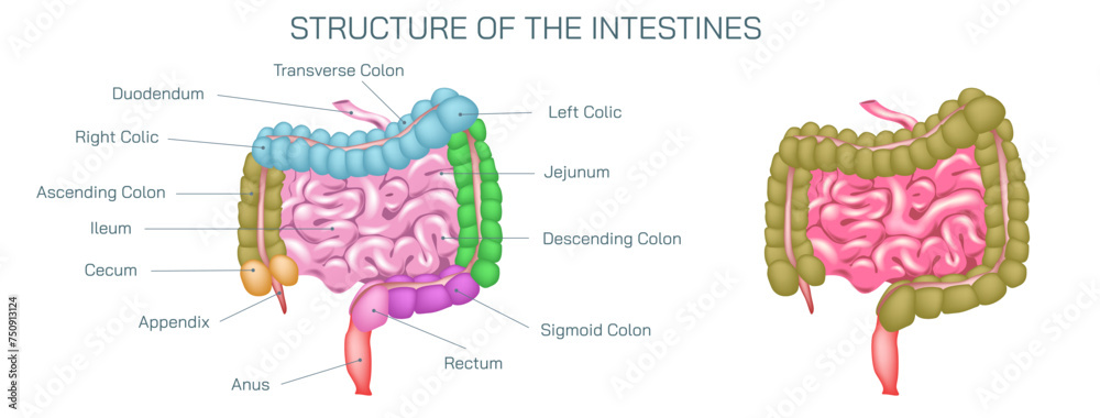 The small intestine is divided into the duodenum, jejunum, and ileum ...