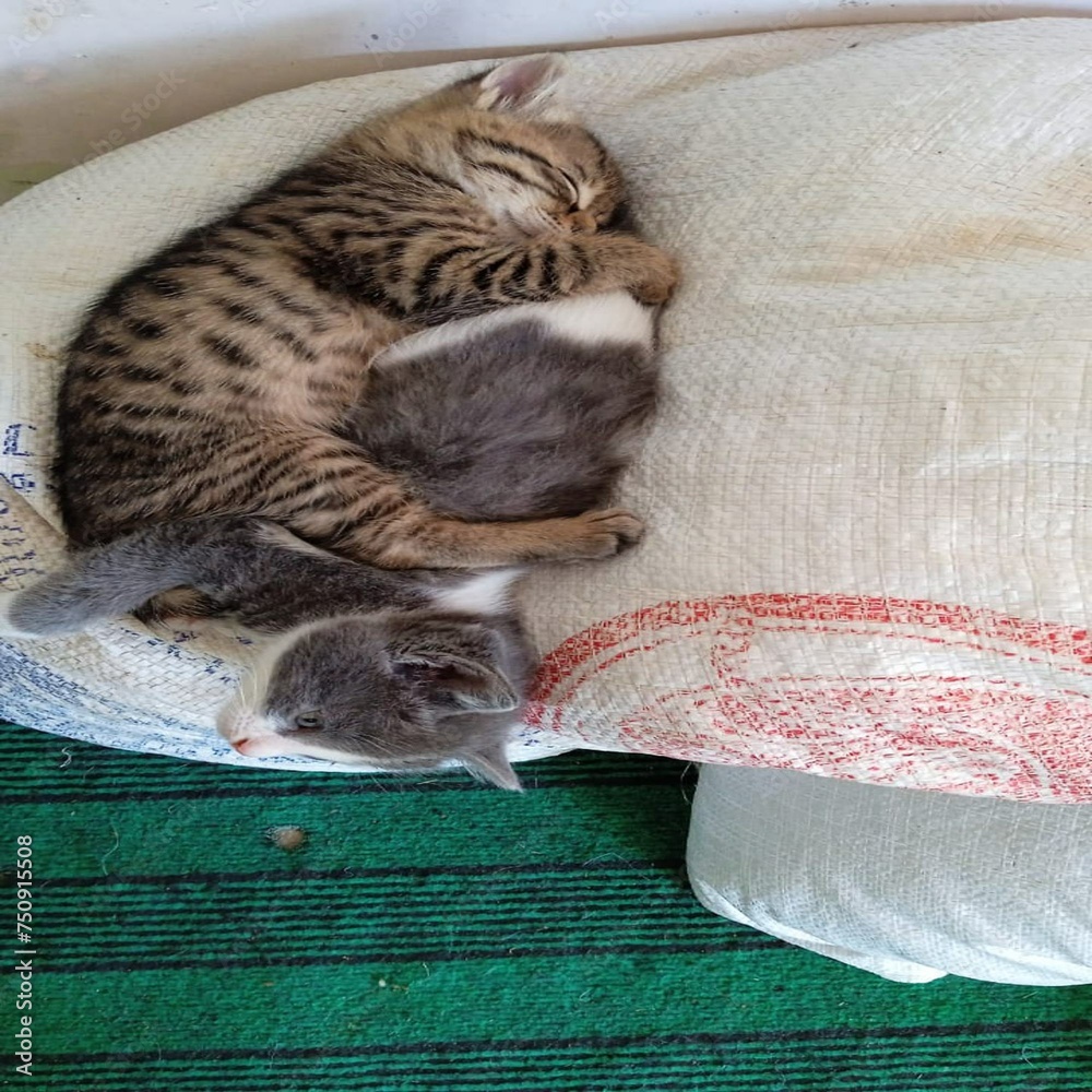 Cats, beloved companions to millions worldwide, possess a fascinating ...