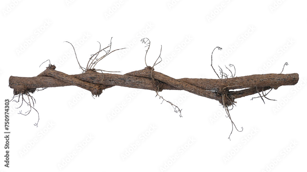 Dried twisted jungle vines climbing plant, vines and dried flower ...