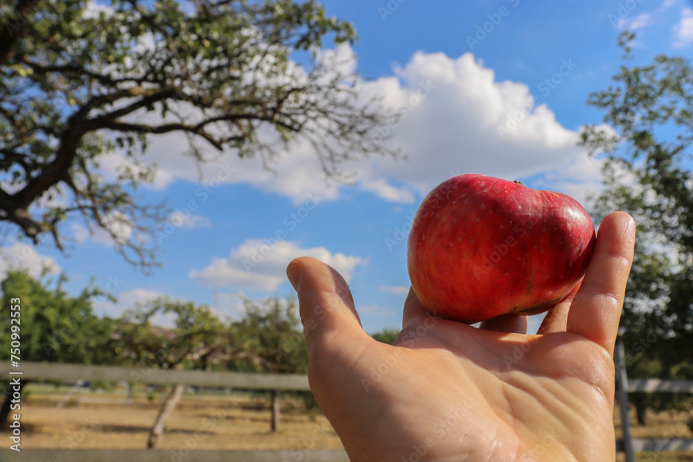 The woman is stretching her hand out and hand and holding the red ripe ...