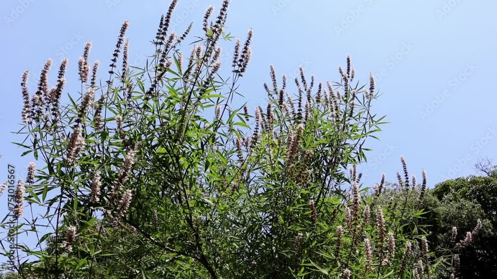 Flowering tree branches of Albizia julibrissin, Persian silk tree ...