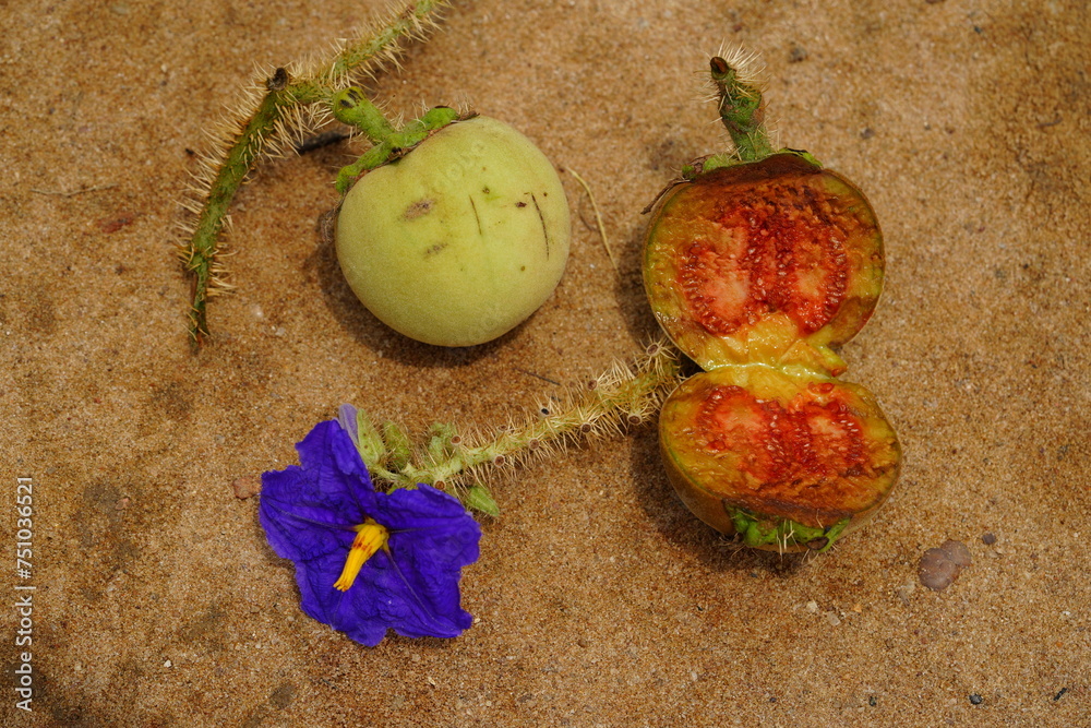 Solanum incanum is a species of the nightshade family Solanaceae ...