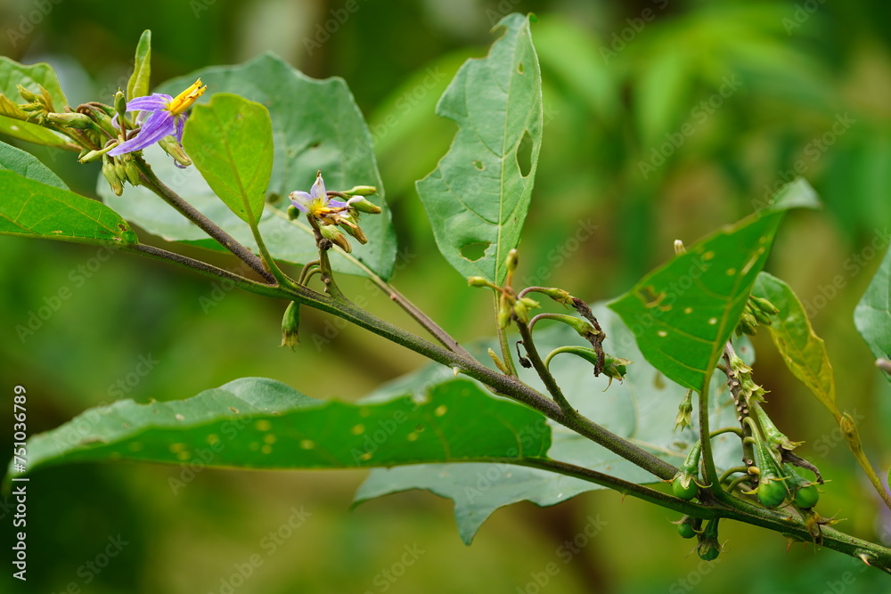Solanum plant with flowers and small fruits, rare and with medicinal ...