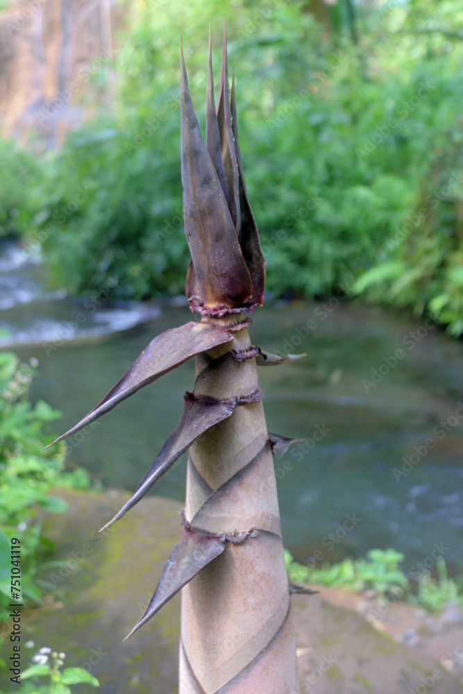 Dendrocalamus giganteus, commonly known as giant bamboo, is a giant ...