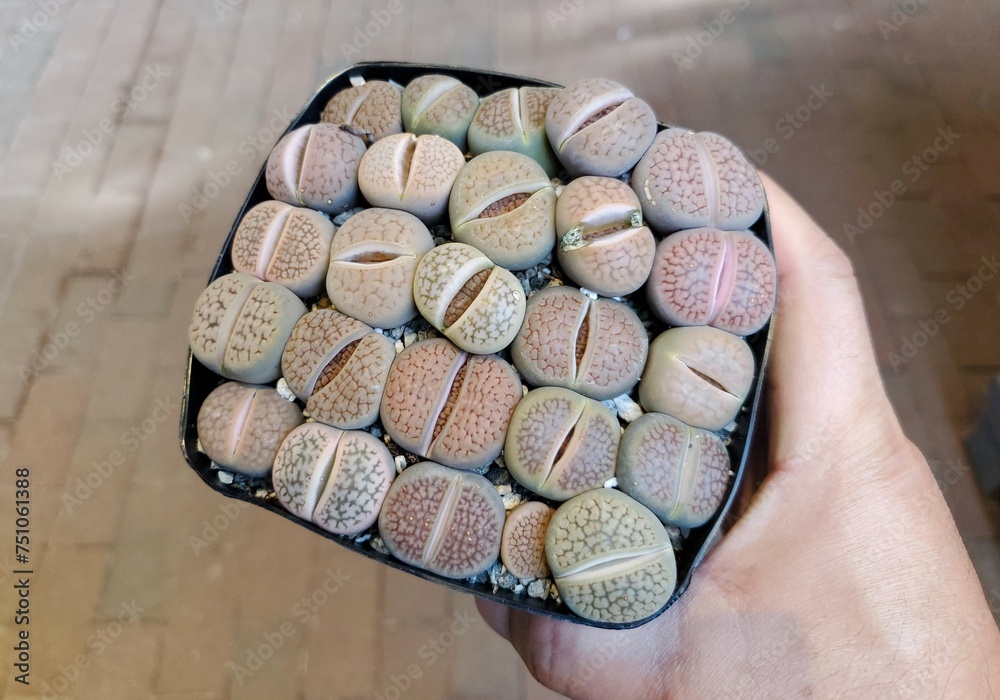 Light pink colors of Lithops plant, known as the living stones from ...