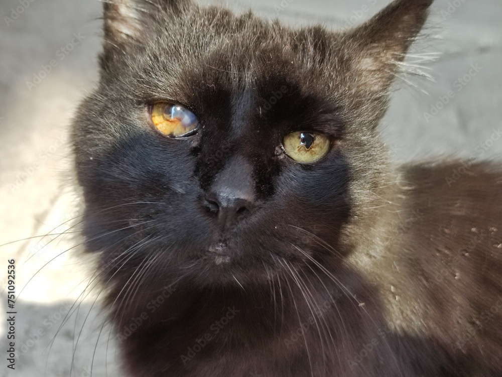the look of a black cat, la mirada de un gato negro Stock Photo | Adobe ...