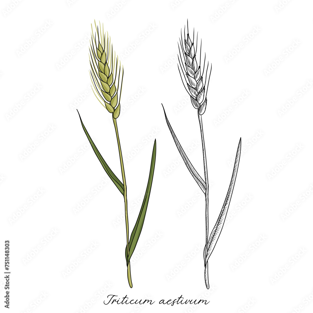 vector drawing wheatgrass, Triticum aestivum, hand drawn illustration ...