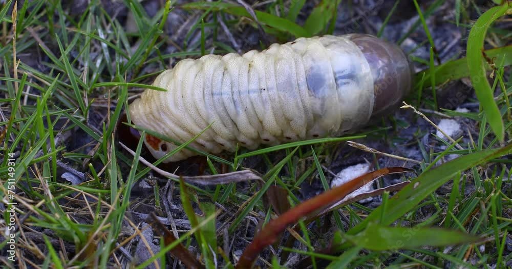 Vidéo Stock Static macro video of a large grub worm in the Bahamas ...