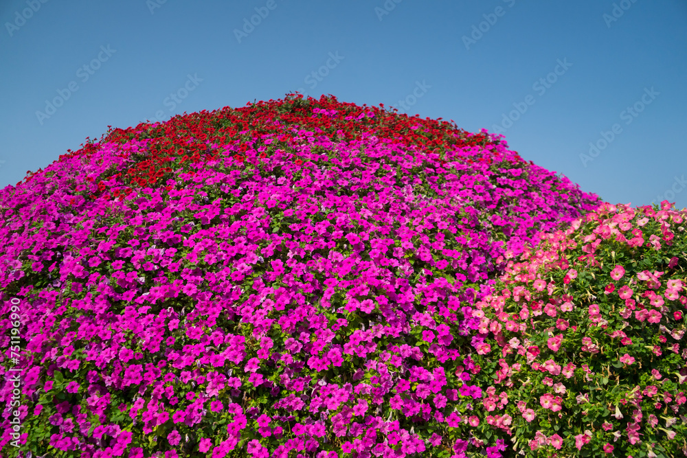 Colorful petunias (Petunia hybrida) flowers blooming in garden to ...