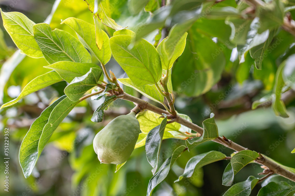 Ficus pumila, commonly known as the creeping fig or climbing fig, is a ...