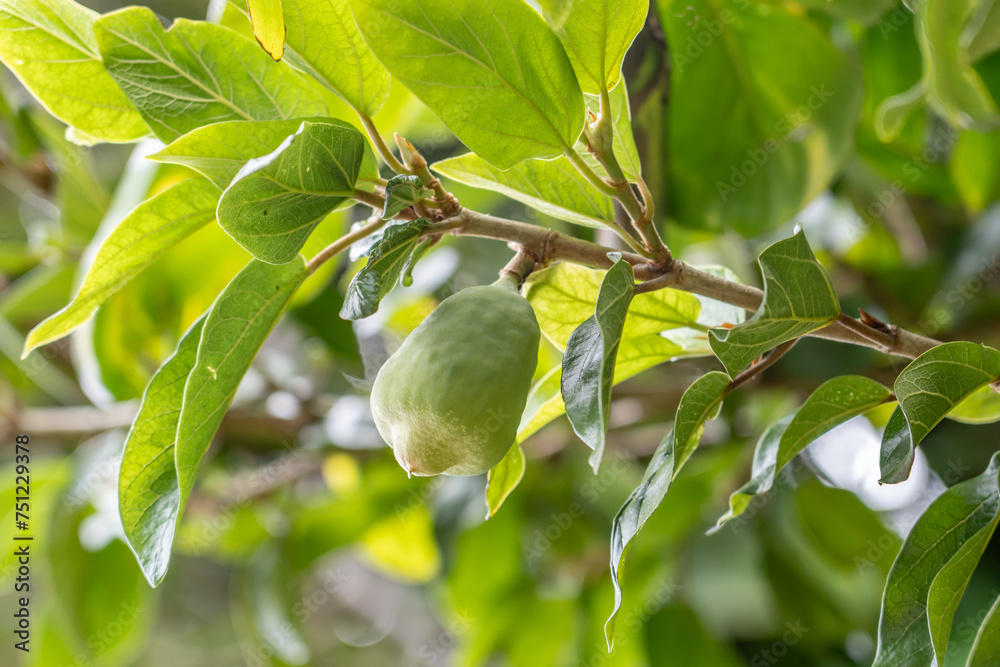 Ficus pumila, commonly known as the creeping fig or climbing fig, is a ...