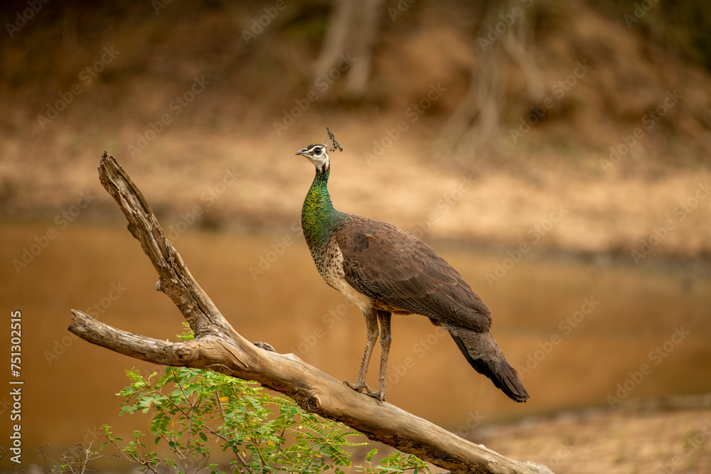 Peacock is the name given to two species of birds from the Pavo genus ...