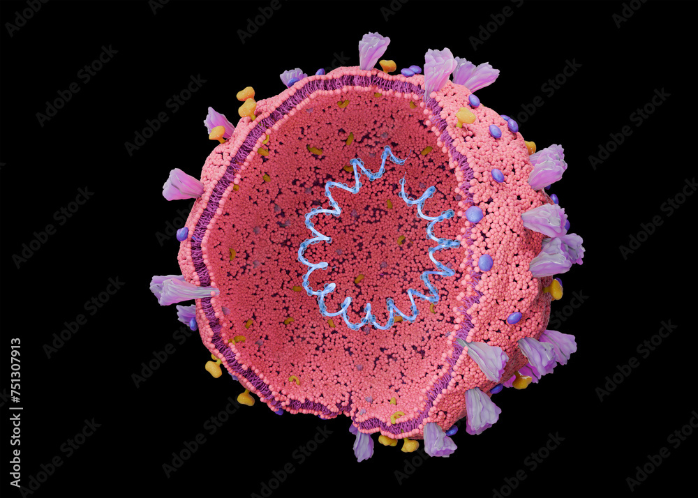 Coronavirus structure (sars-cov-2), cross-section with Lipid bilayer on black background ...