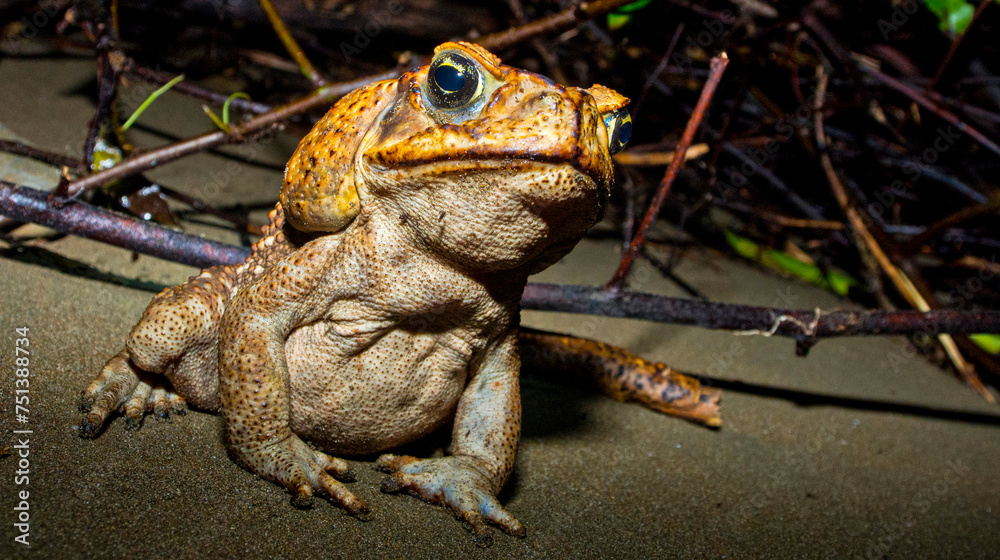 Cane Toad, Giant Neotropical Toad, Marine Toad, Rhinella marina, Marino ...