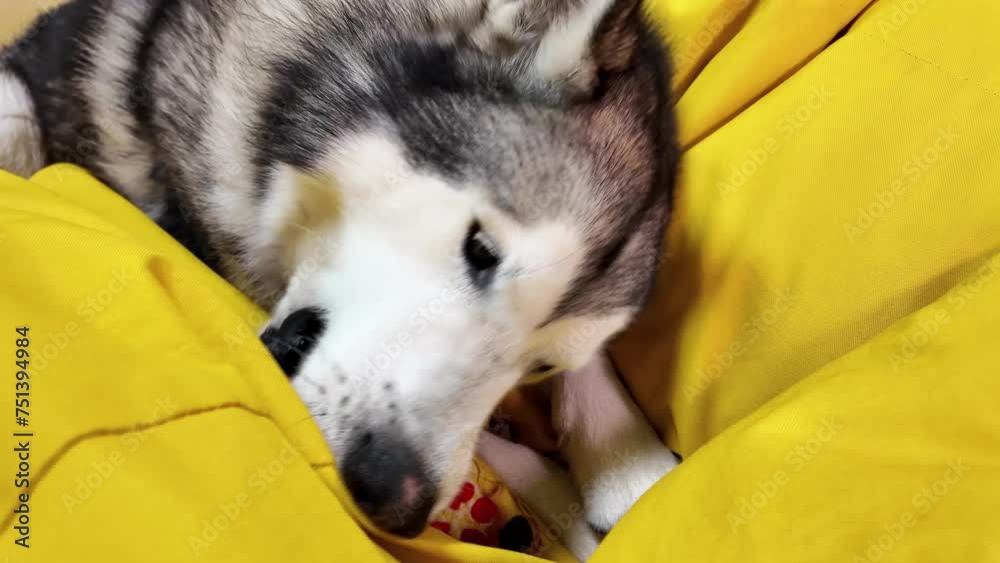 Alaskan Malamute dog playing with a toy on a yellow background ...