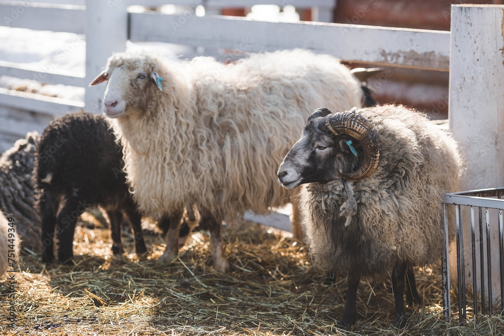 Livestock. A ram and sheep in a pen. The concept of animal husbandry ...