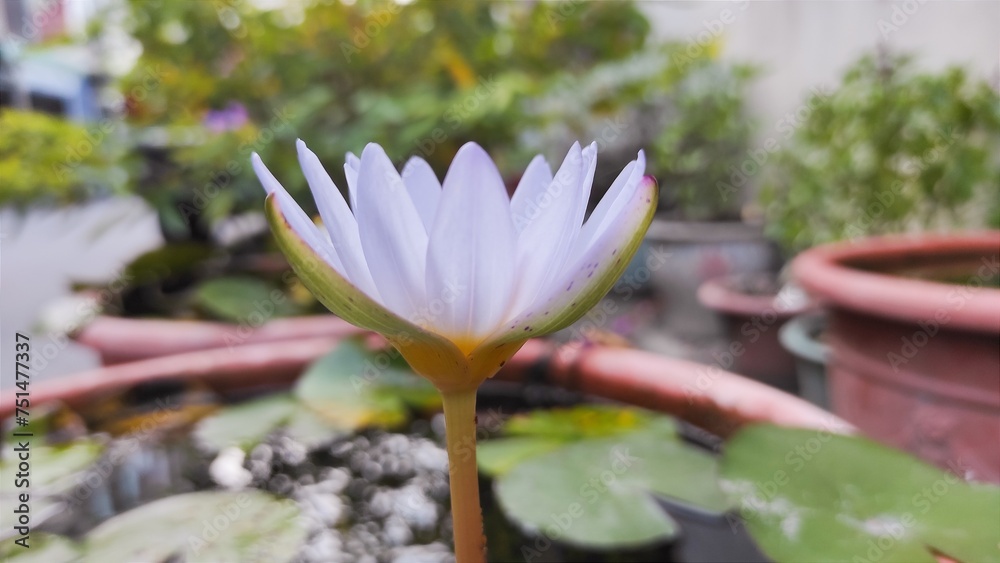 Nymphaea caerulea (Egyptian Blue Water Lily) photo from the side Stock ...