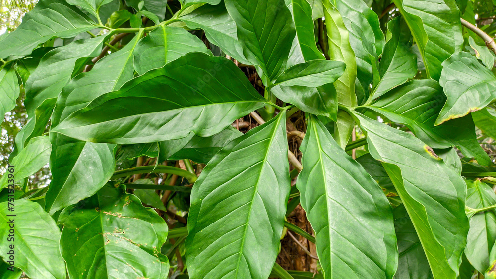 Parasitic wild plant with thick green leaves, Syngonium podophyllum ...