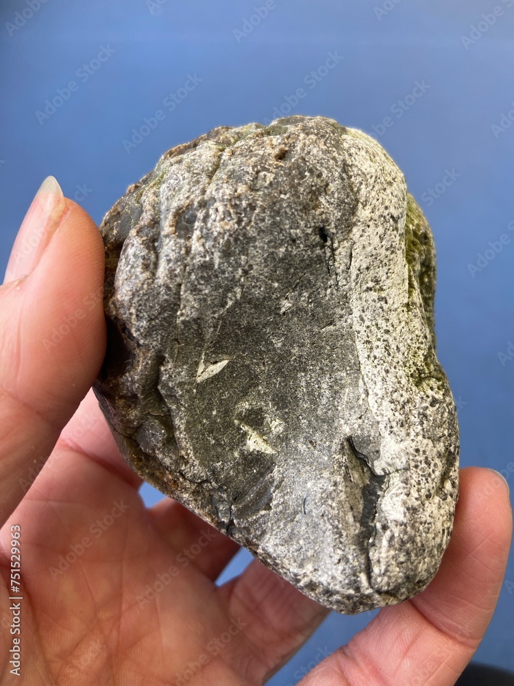 Ambergris whale vomit used in perfume making it is made by sperm whale ...