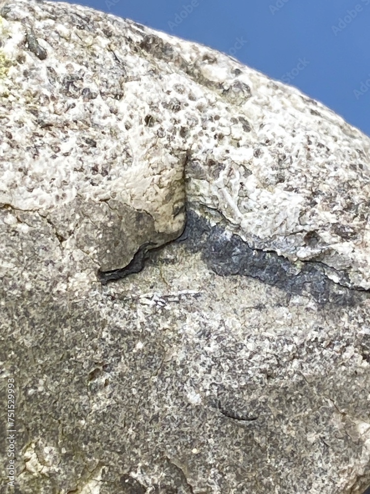Ambergris whale vomit used in perfume making it is made by sperm whale ...