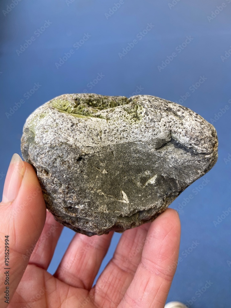 Ambergris whale vomit used in perfume making it is made by sperm whale ...
