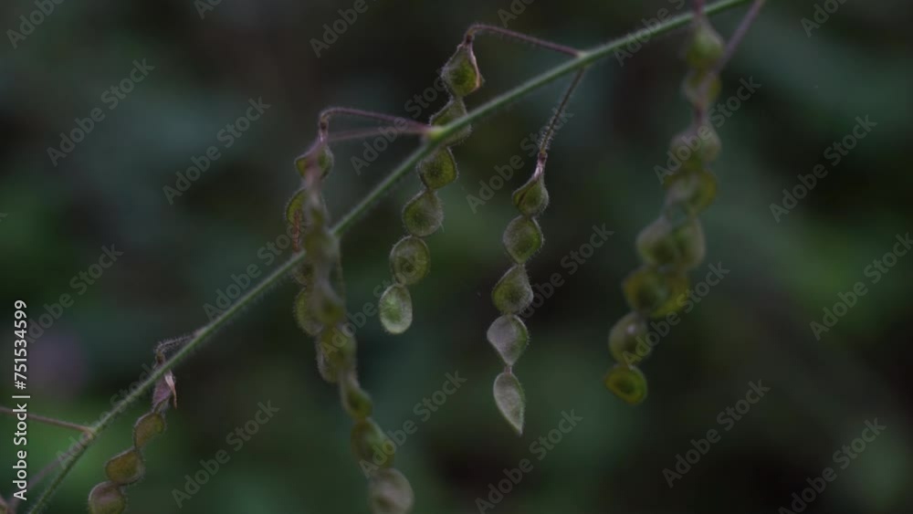 Croton hirtus (Brachystachys hirta, Croton glandulosus, Croton ...